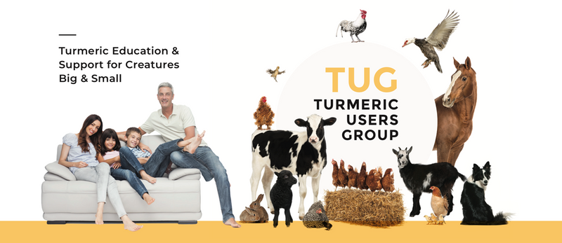 Nutritional Turmeric Bites & Bars | Turmeric Life